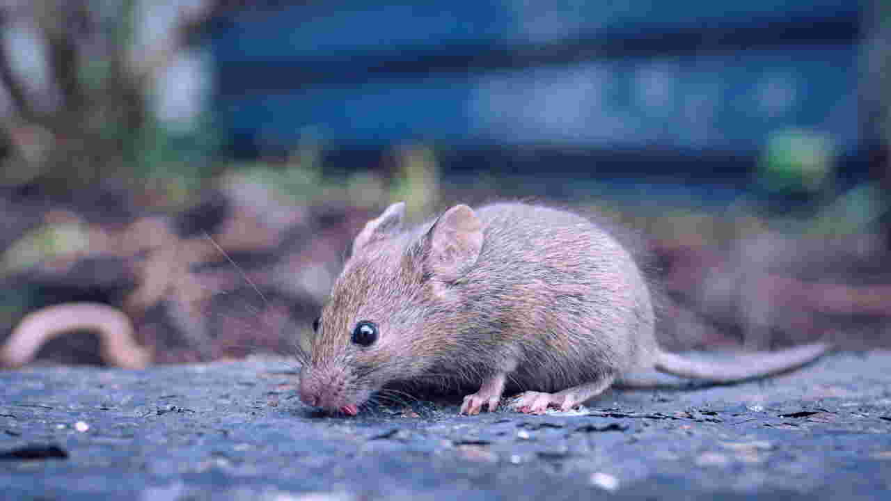 Australie : des scientifiques pourraient avoir trouvé comment limiter ...