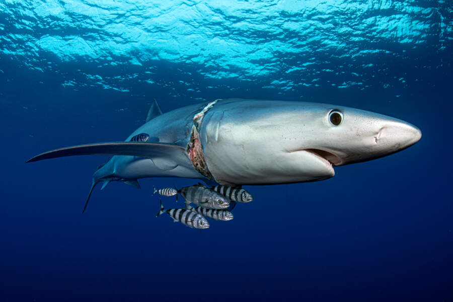 Les plus incroyables photos aquatiques récompensées par le concours ...