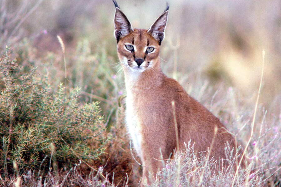 Ces espèces de félins méconnues - GEO