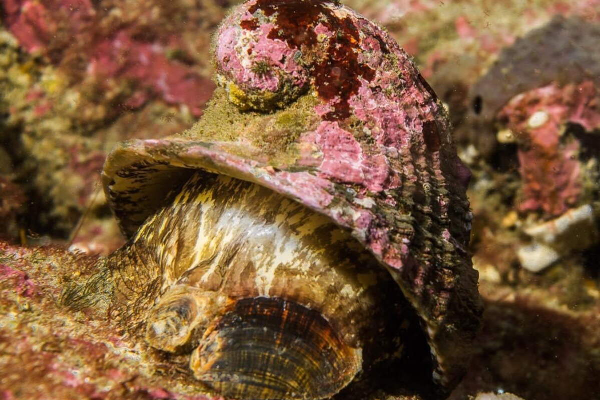 Les plus beaux mollusques - GEO