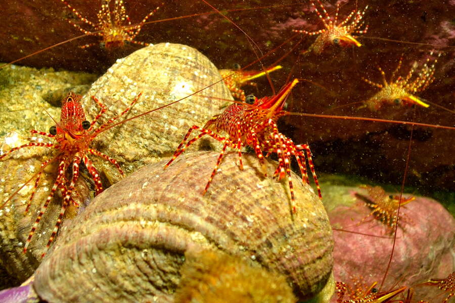Les plus beaux mollusques - GEO