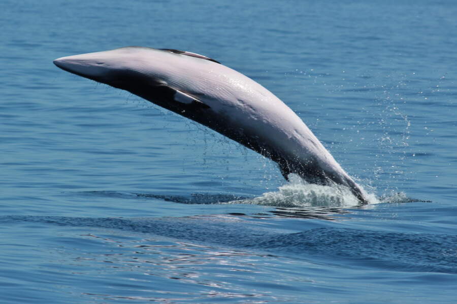 Les 10 baleines les plus fascinantes - GEO