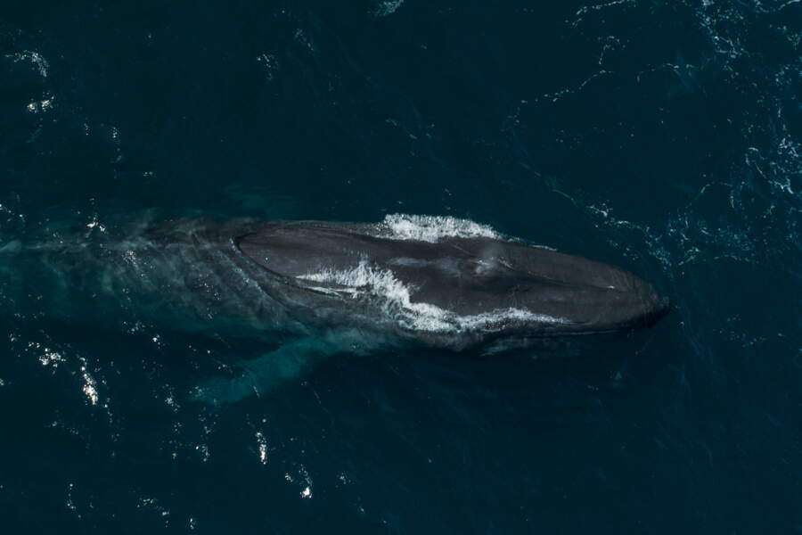 Les 10 baleines les plus fascinantes - GEO