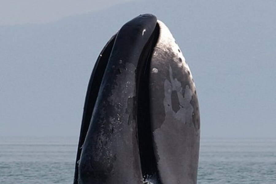 Les 10 baleines les plus fascinantes - GEO