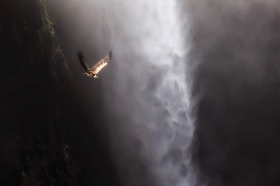 Les plus belles images des animaux en danger d'extinction - GEO