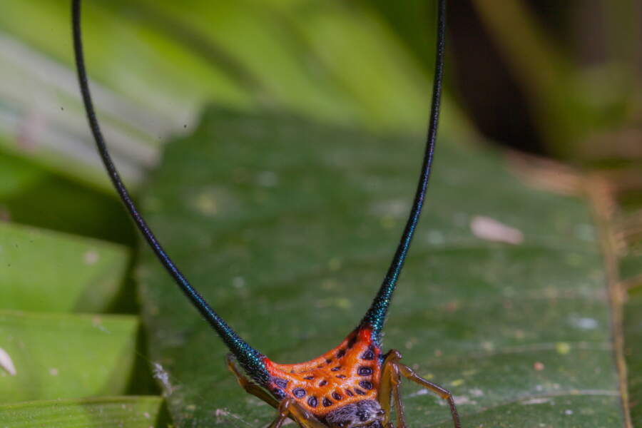 Quelles sont les plus belles araignées du monde ? - GEO