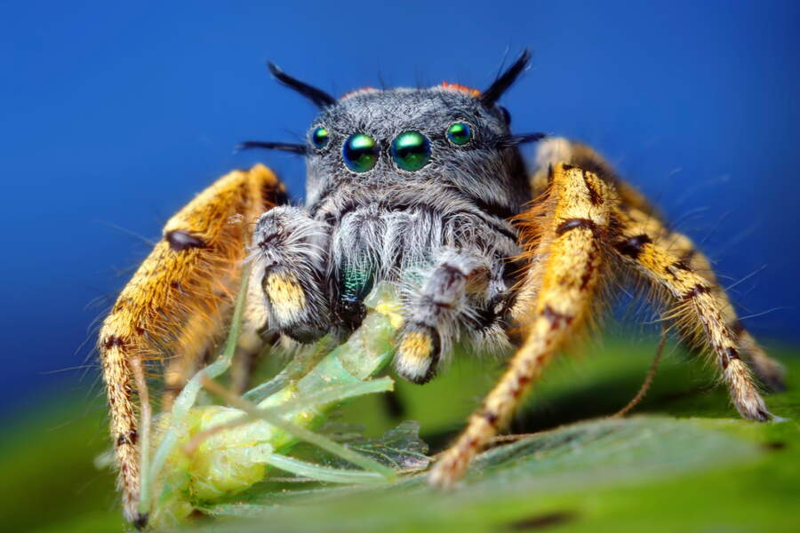 Quelles sont les plus belles araignées du monde ? - GEO