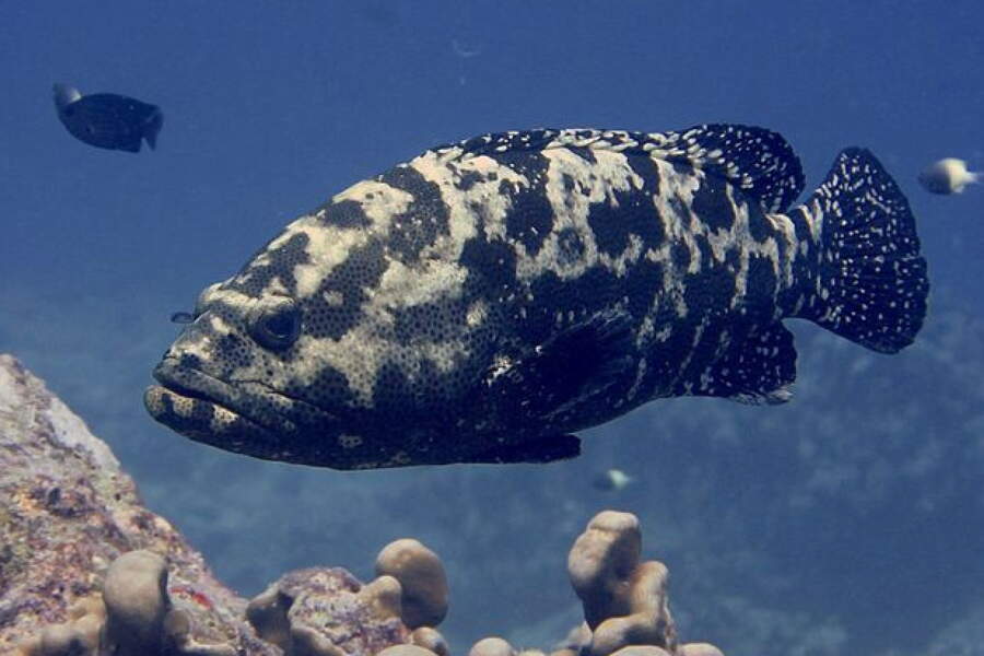 20 espèces menacées d'extinction en France - GEO