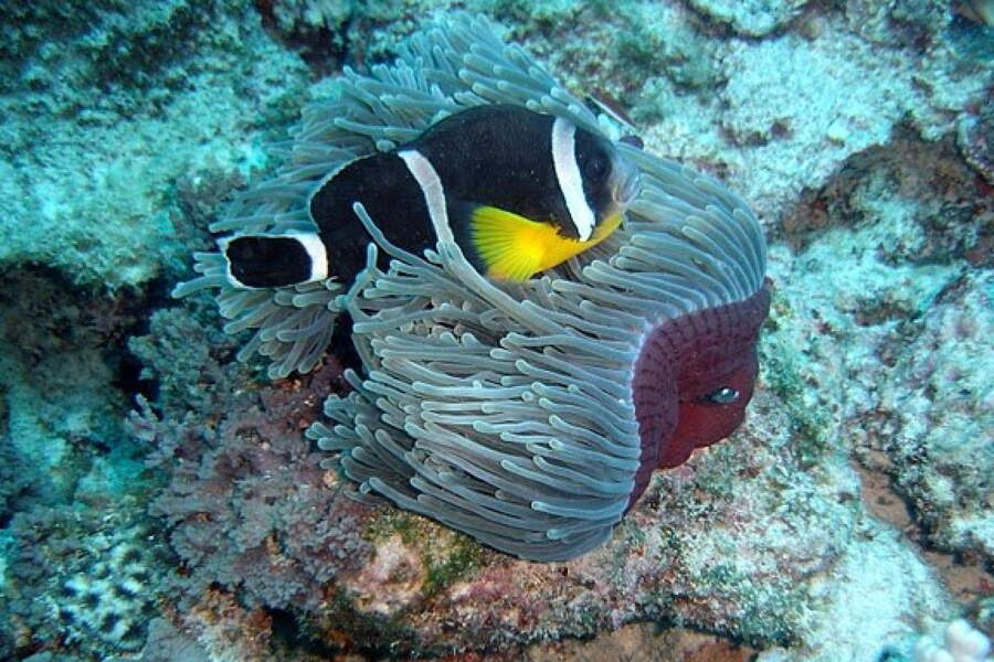 20 espèces menacées d'extinction en France - GEO