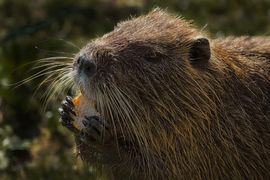 Les 10 espèces invasives les plus dangereuses en France - GEO