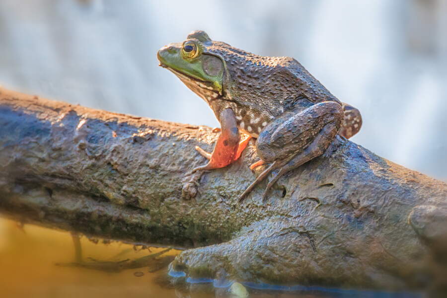 Les 10 espèces invasives les plus dangereuses en France - GEO