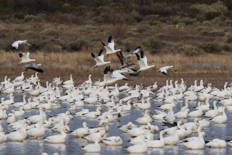 Découvrez les 10 plus beaux oiseaux migrateurs - GEO