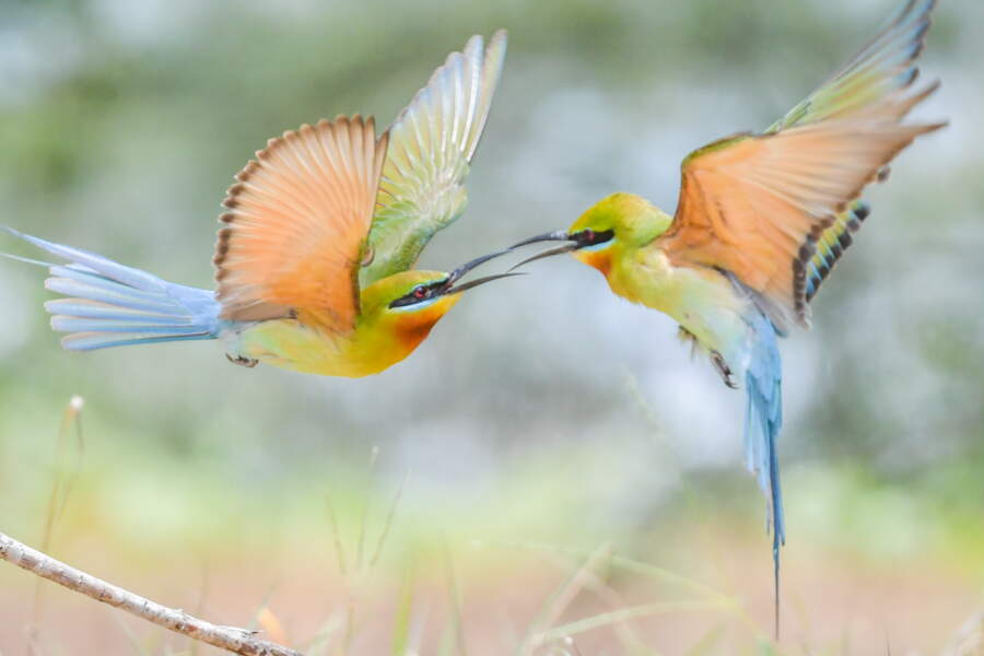 Découvrez les 10 plus beaux oiseaux migrateurs - GEO