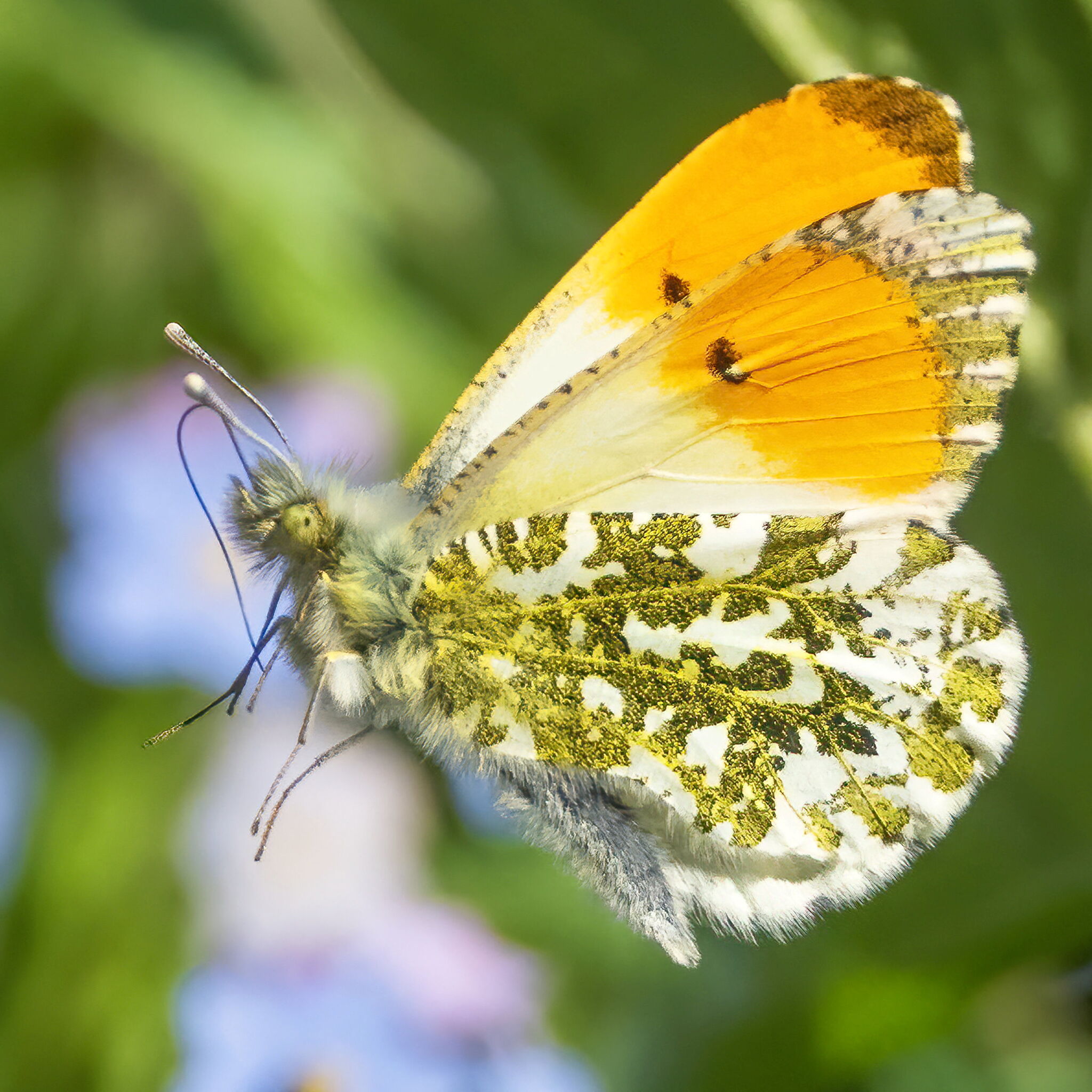 Plus les papillons sont petits et colorés, moins ils sont résistants ...