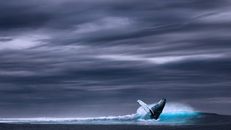Le Pacifique : il a beau être le plus grand océan du monde, son ...