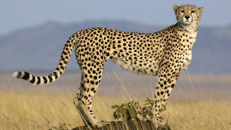 Quelle est la différence entre un léopard et un guépard ? - Ça m'intéresse