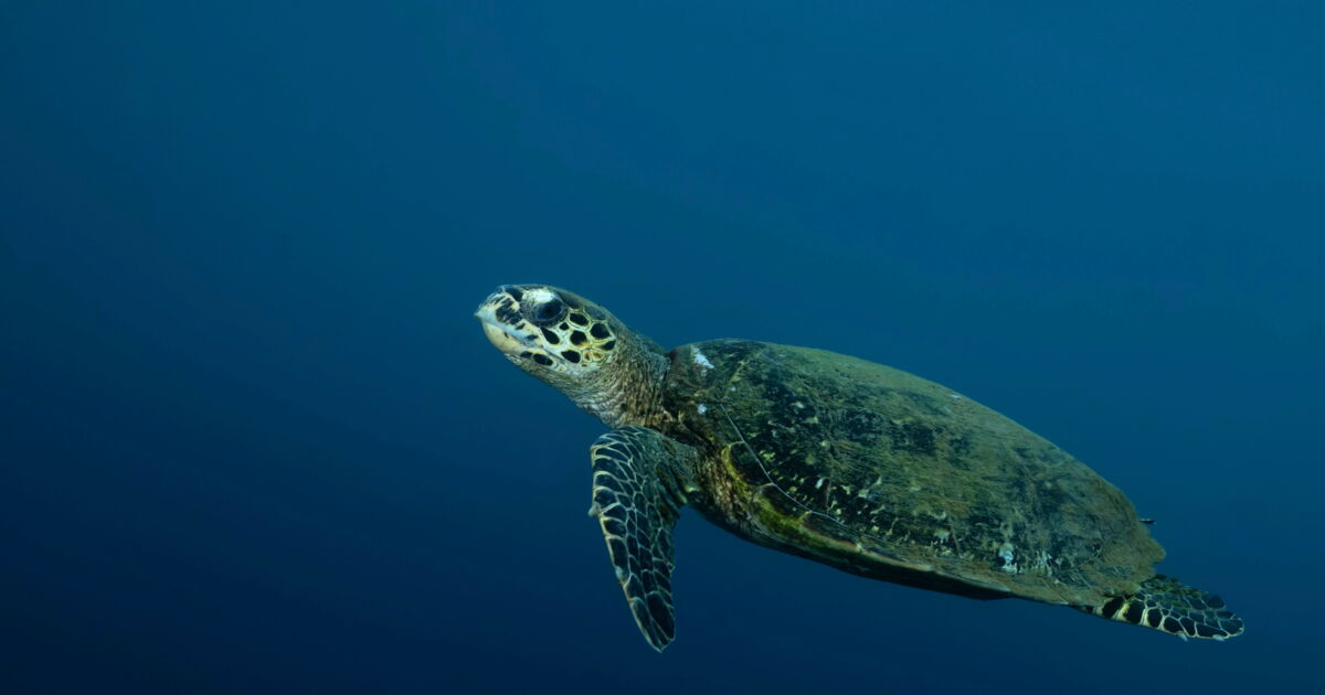 Mayotte coral reef , - Geo.fr
