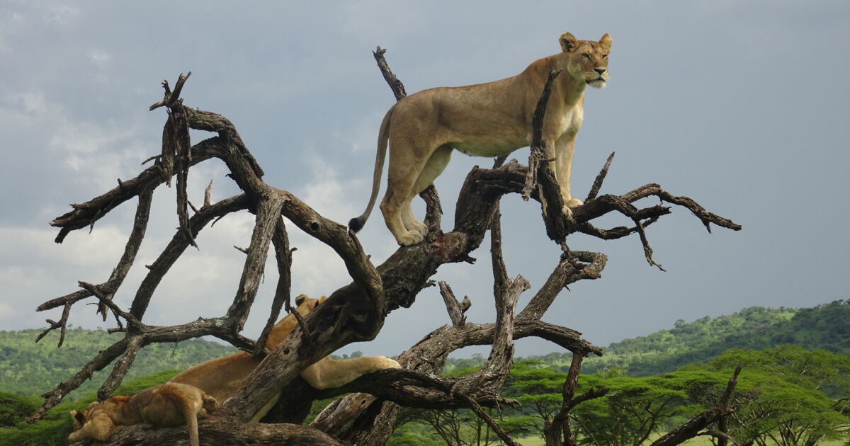 Lionnes dans un arbre , En Tanzanie, parc de Serengeti,... - Geo.fr