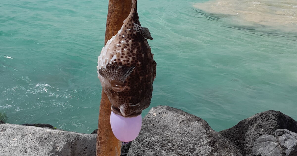 Ponton santa maria , Séchage poisson au marché - Geo.fr