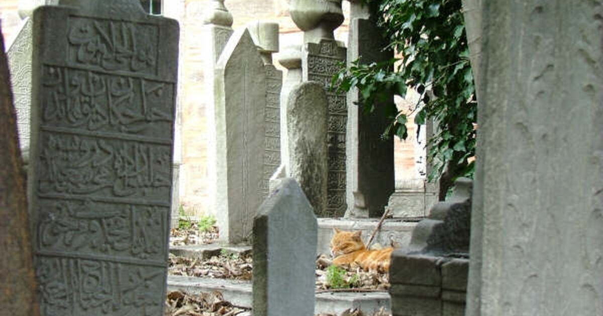 chat_cimtiere.jpg, - Geo.fr