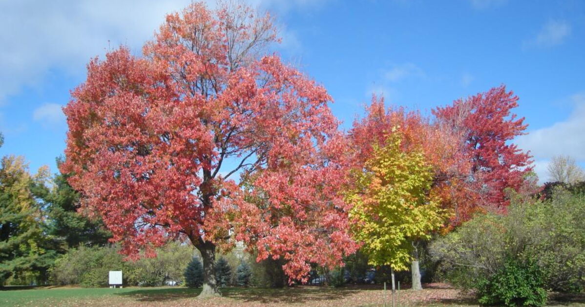 Automne canadien, - Geo.fr