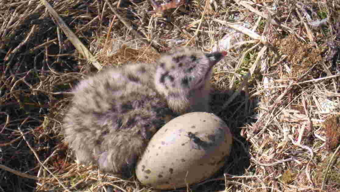 Bébé goéland !, Ce bébé pas farouche à joué avec moi,... - Geo.fr