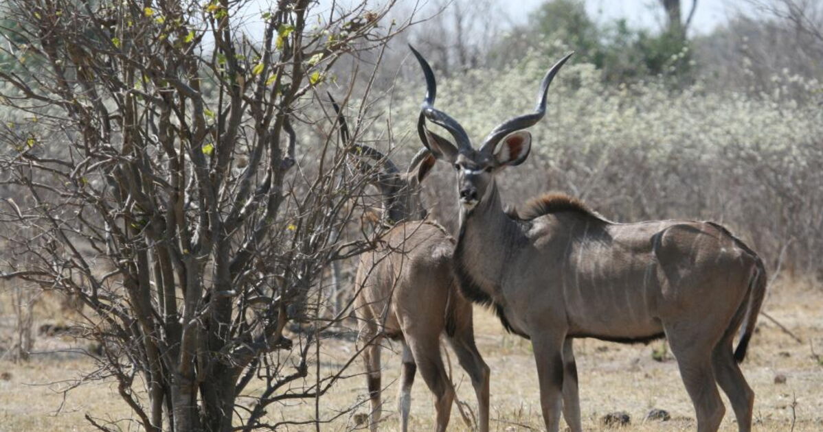 Grand Koudou, Réserve de Chobe - Geo.fr