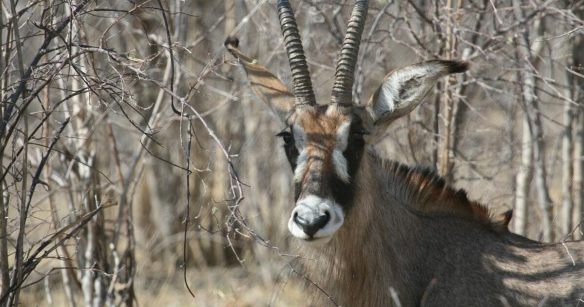 Antilope Rouanne, Réserve de Chobe - Geo.fr