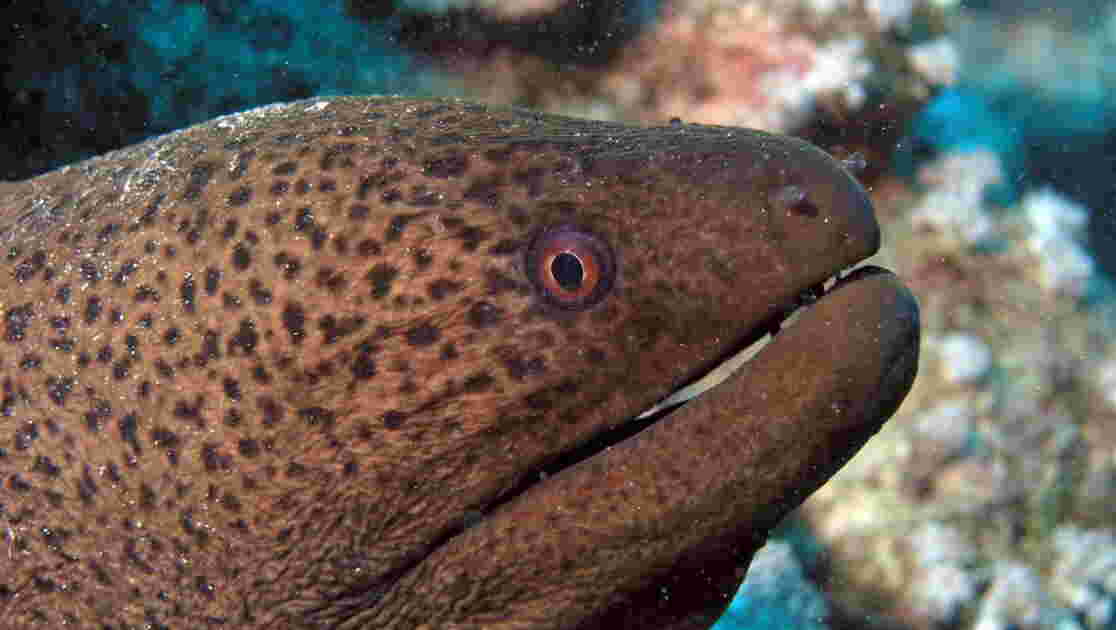 Murène géante, Variétée la plus grosse des murènes - Geo.fr