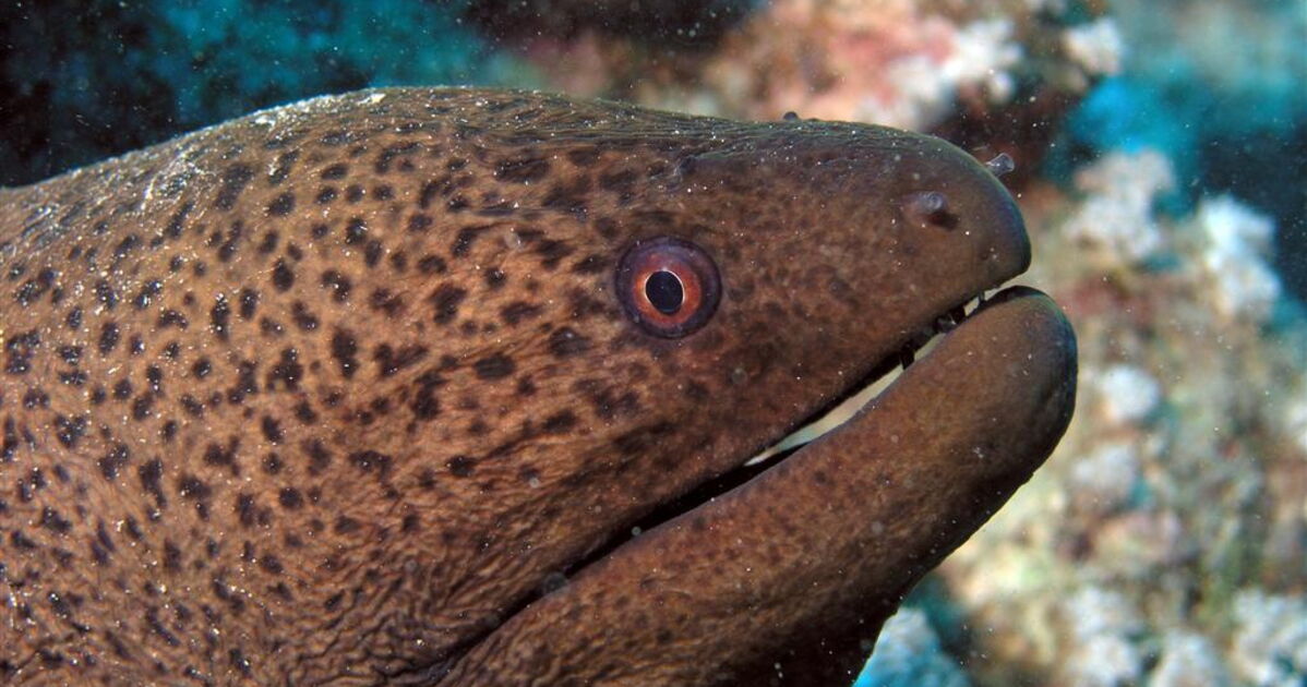 Murene javanaise, - Geo.fr