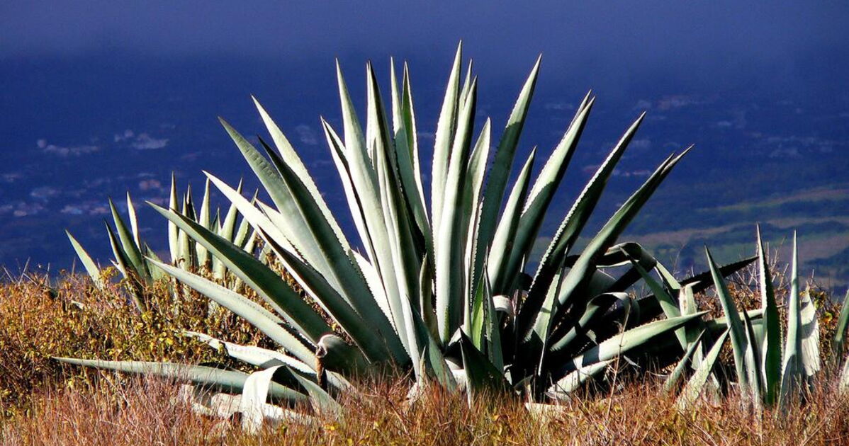 Agave, - Geo.fr