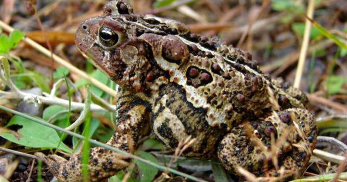 Crapaud américain.jpg, - Geo.fr