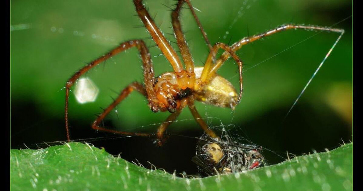 Une araignée déguste sa proie, Une araignée déguste... - Geo.fr