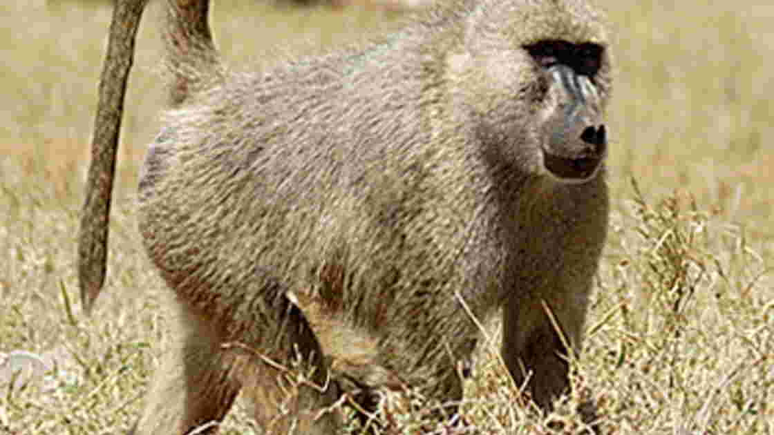 Babouin femelle et son petit, Kenya, - Geo.fr