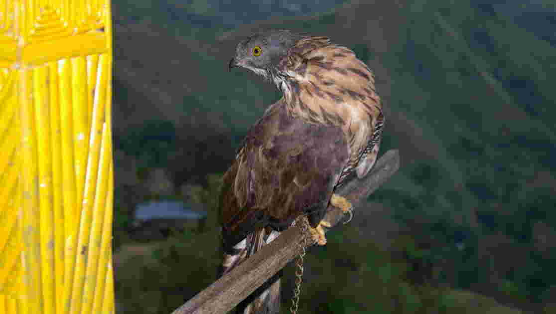 Aigle royal, Gros plan d'un aigle royal. Laval, Québec - Geo.fr