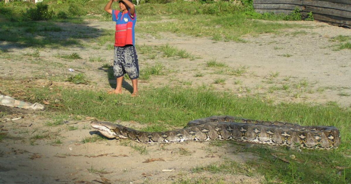 Python et enfant, - Geo.fr