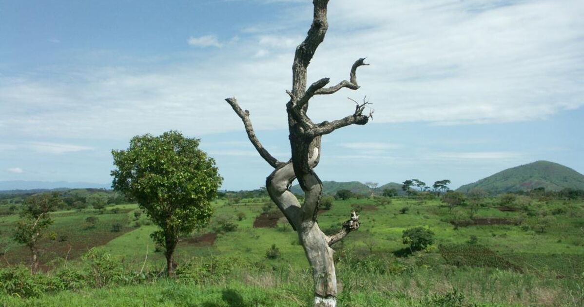 Savane, ouest du Cameroun - Geo.fr