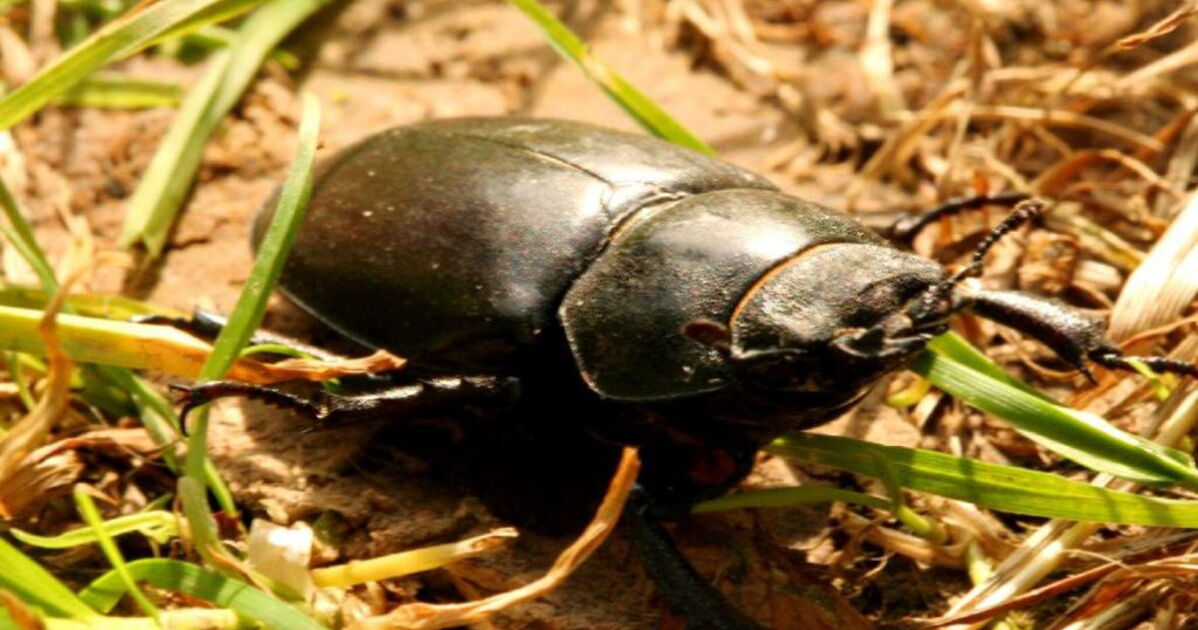 Lucane femelle , - Geo.fr