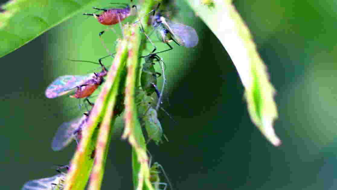 Je suis un tout petit bébé puceron !, Le cycle de vie... - Geo.fr