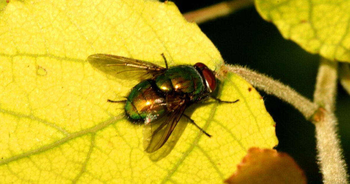 Mouche verte des cadavres, - Geo.fr