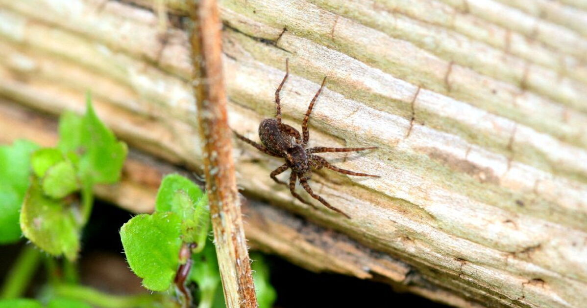 Lycose noire, - Geo.fr