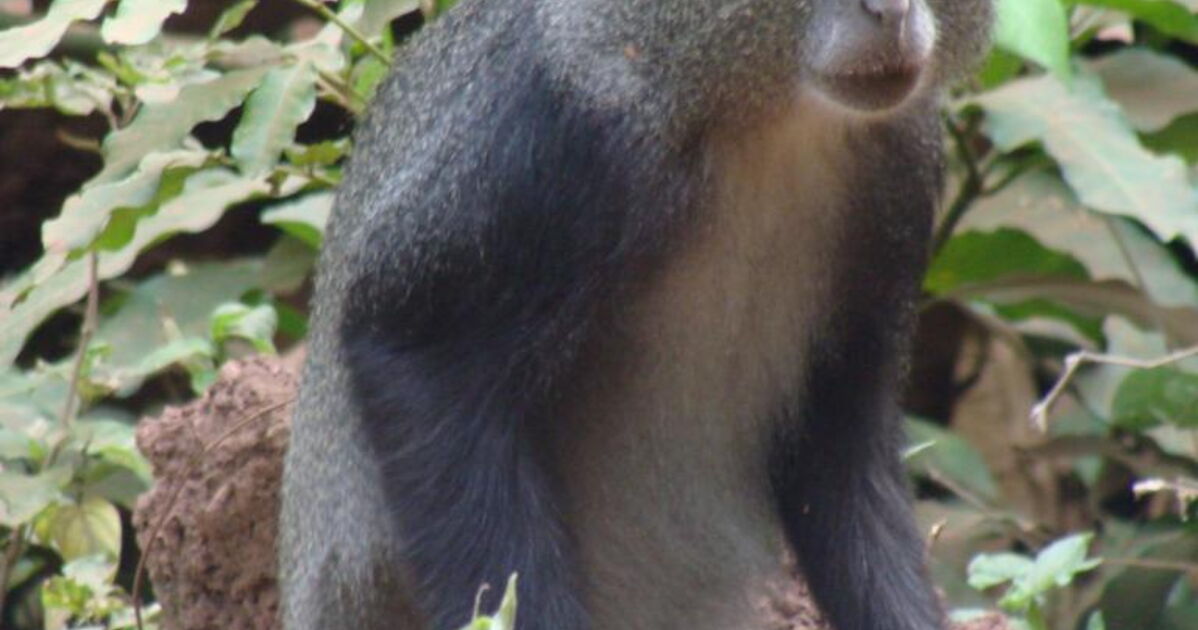 singe bleu 2.JPG, Singe bleu, parc national du la1 - Geo.fr