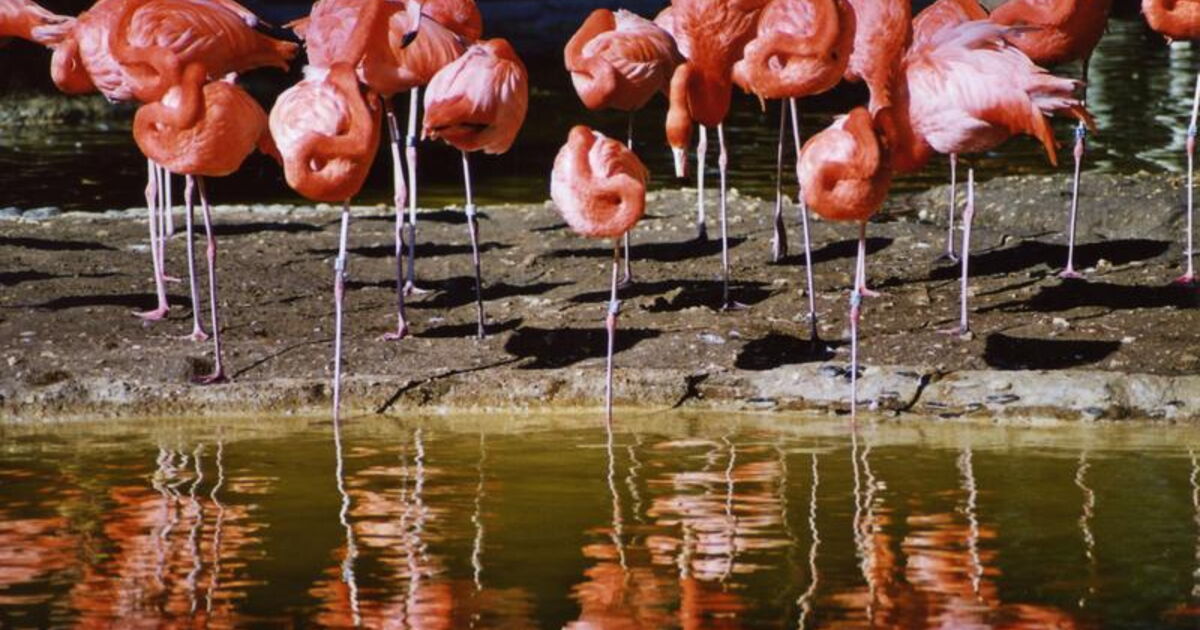 Flamands roses, Au zoo de la Palmyre près de Roya1 - Geo.fr
