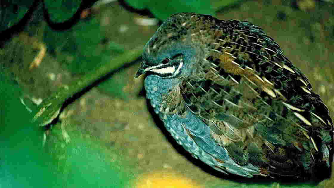 ça caille !, - Geo.fr