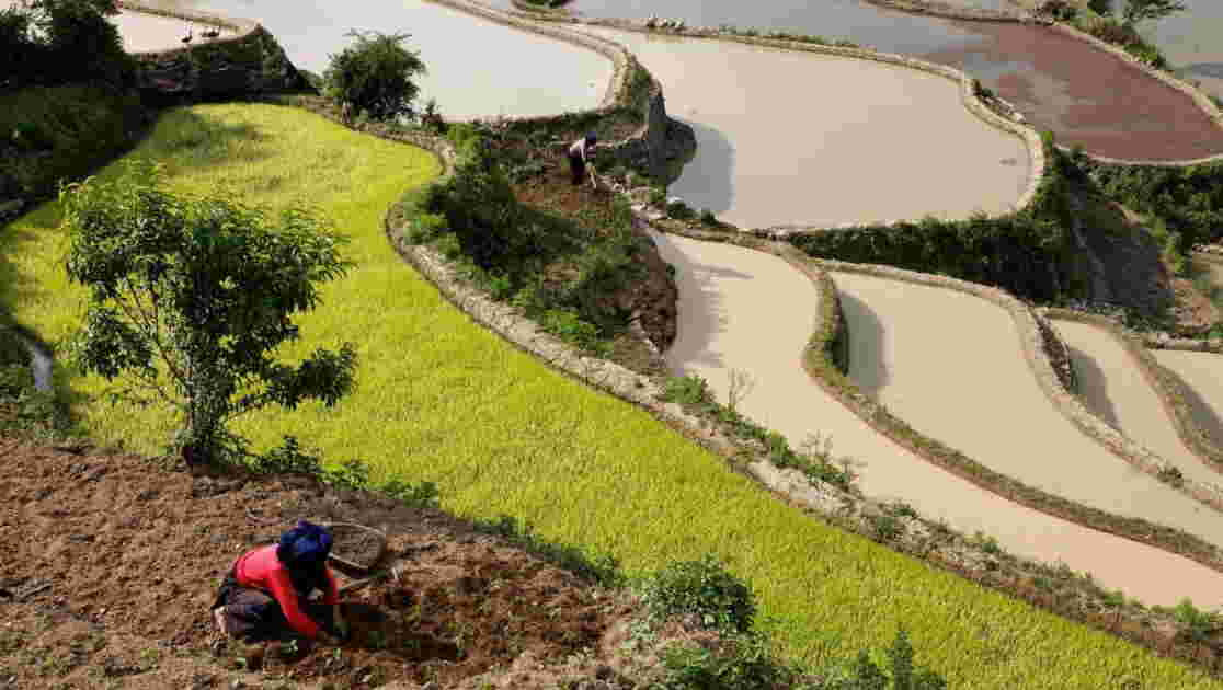 rizières de Bada_20.jpg, - Geo.fr