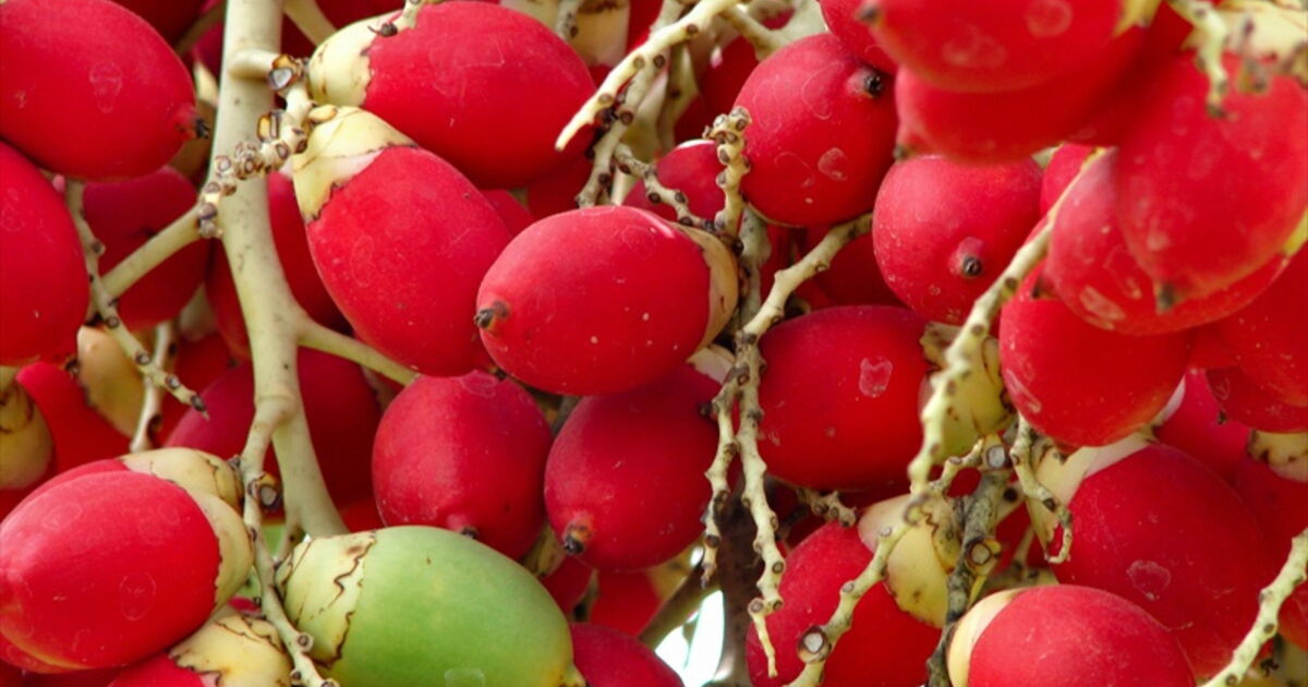 Palmier.jpg, - Geo.fr