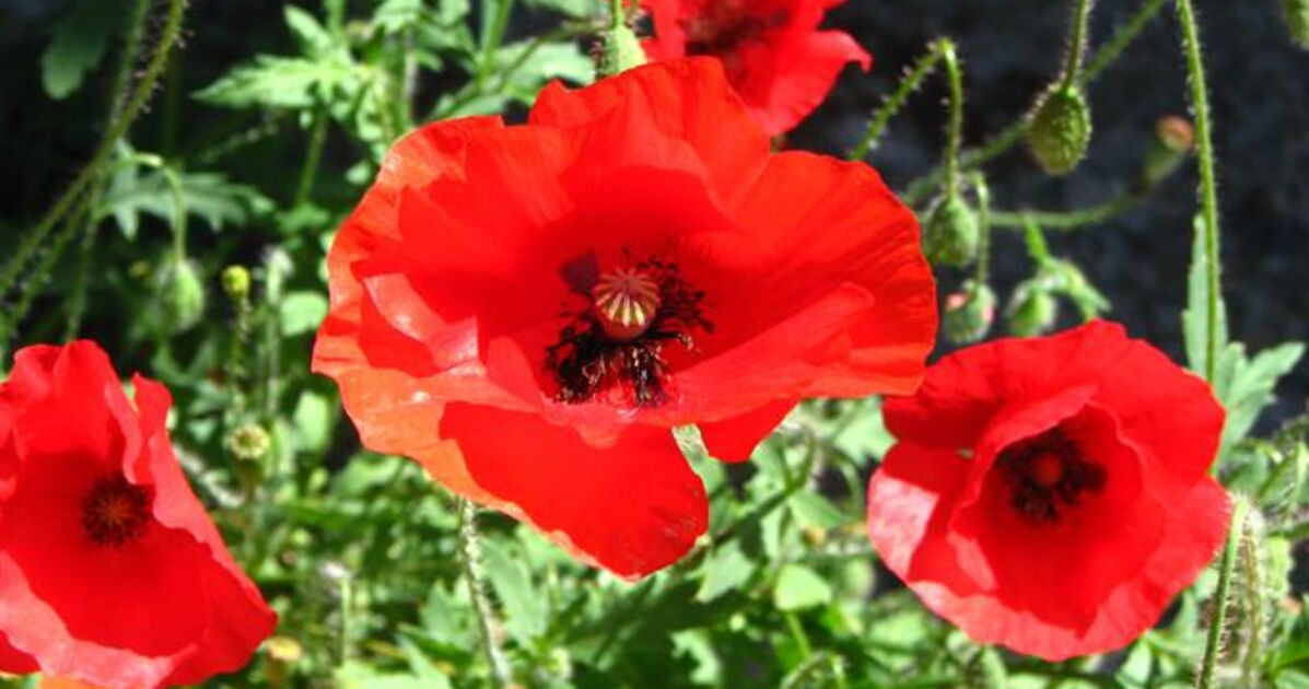 Rouge sang, Rouge sang, les pavots s'accrochaient à... - Geo.fr