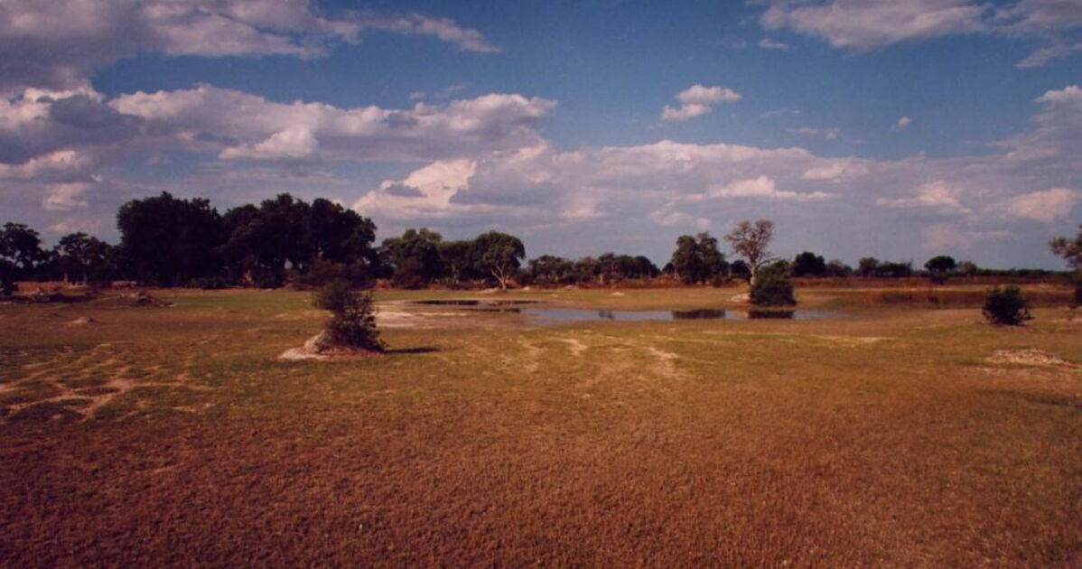 Chief Island Okavango Delta, - Geo.fr