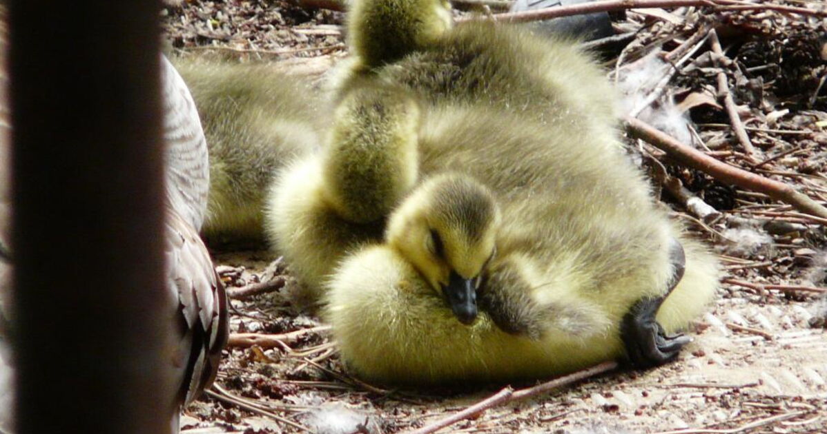 Fragine et Frangin !, - Geo.fr