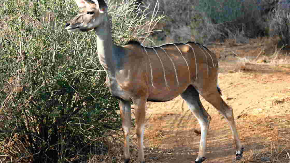 antilope.jpg, - Geo.fr